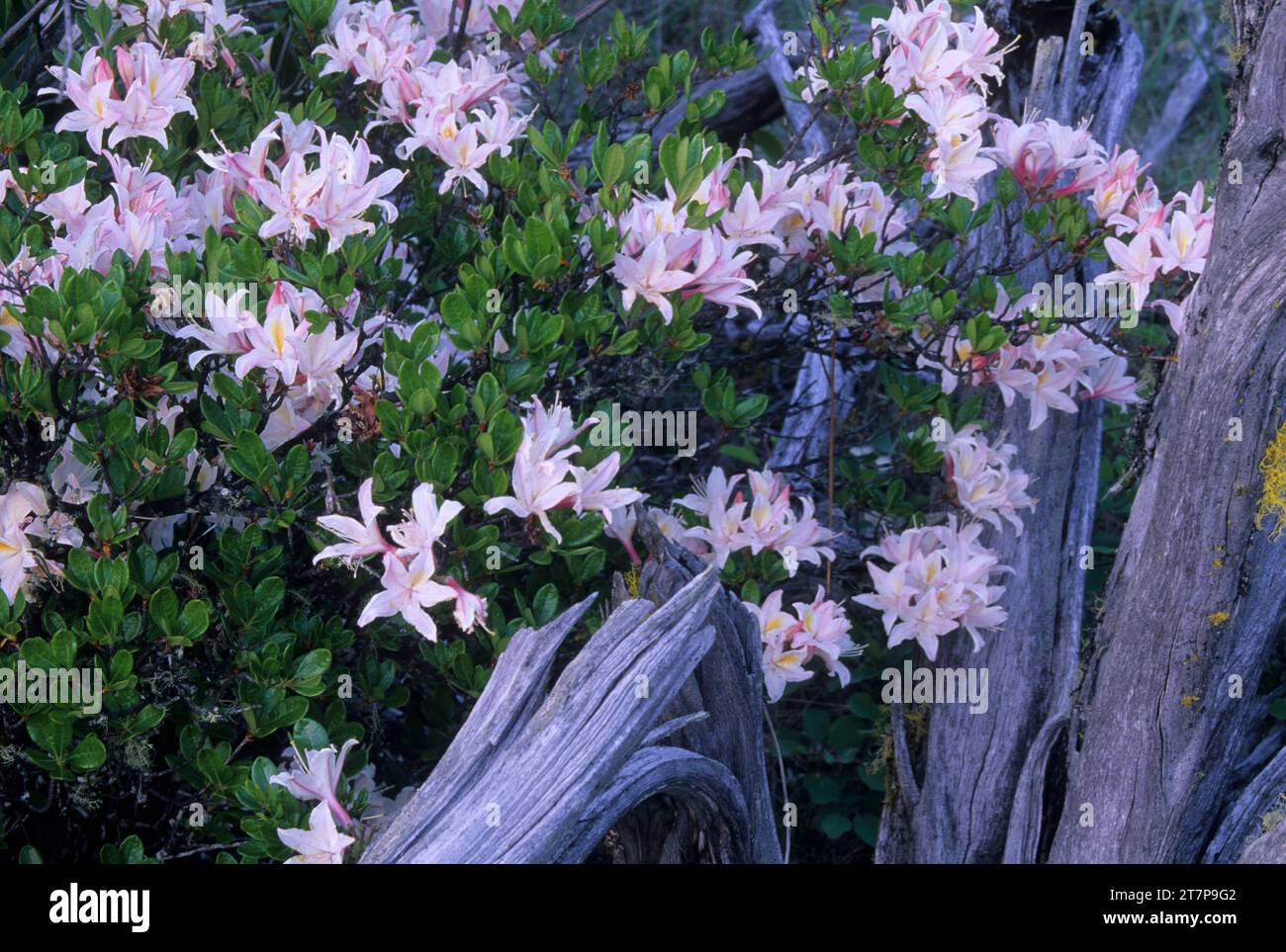 Western azalea (Rhododendron occidentale), Illinois Wild & Scenic River ...
