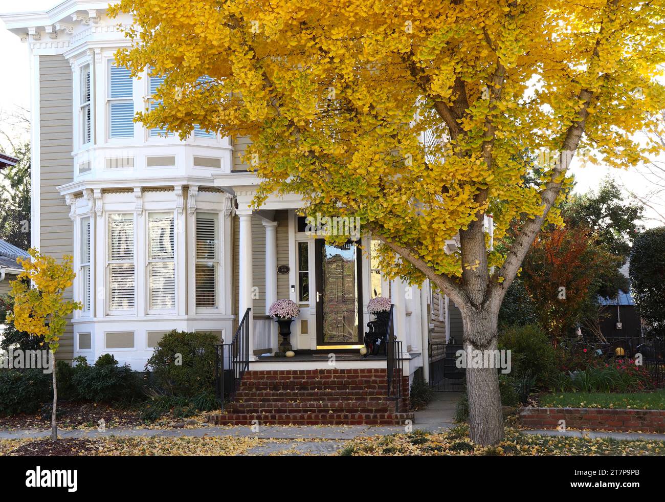 Stunning Ginkgo Tree Fall Foliage on Sidewalk in Town Stock Photo - Alamy