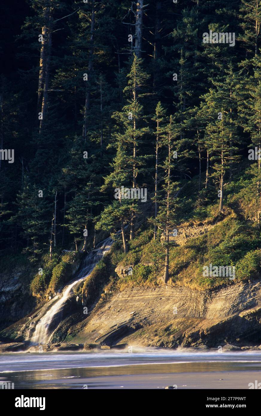 Waterfall and Sitka spruce (Picea sitchensis) forest at Short Sand ...