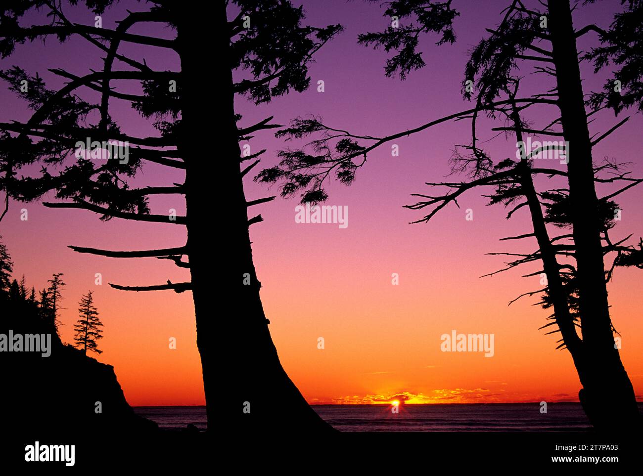 Short Sand Beach Sitka spruce (Picea sitchensis) sunset, Oswald West ...