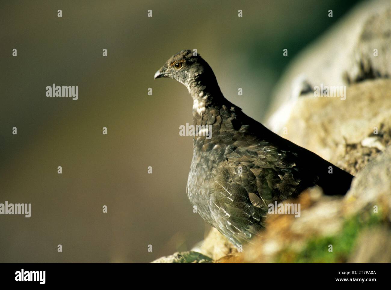Blue grouse, Crater Lake National Park, Oregon Stock Photo - Alamy