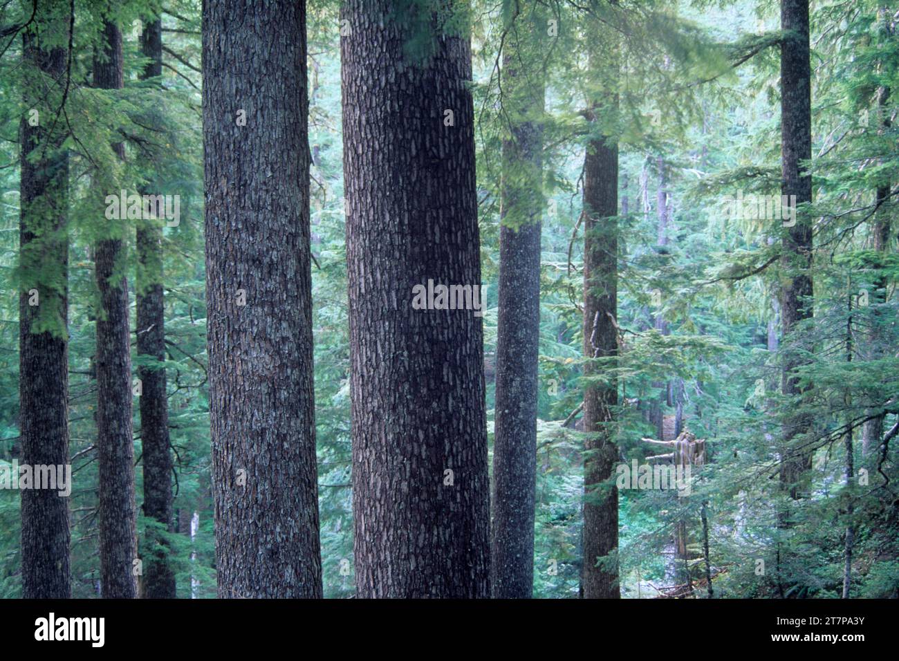 Pamelia trail hi-res stock photography and images - Alamy