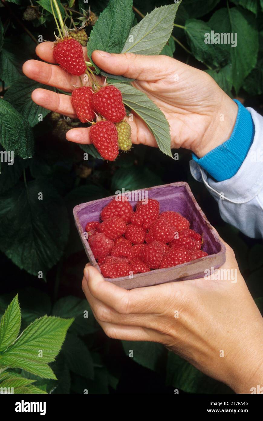 U pick raspberries hi-res stock photography and images - Alamy
