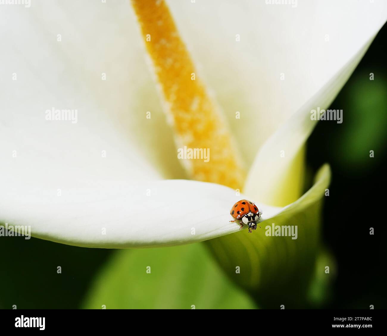 A red Lady bug walking on the edge of a calla lily Stock Photo - Alamy