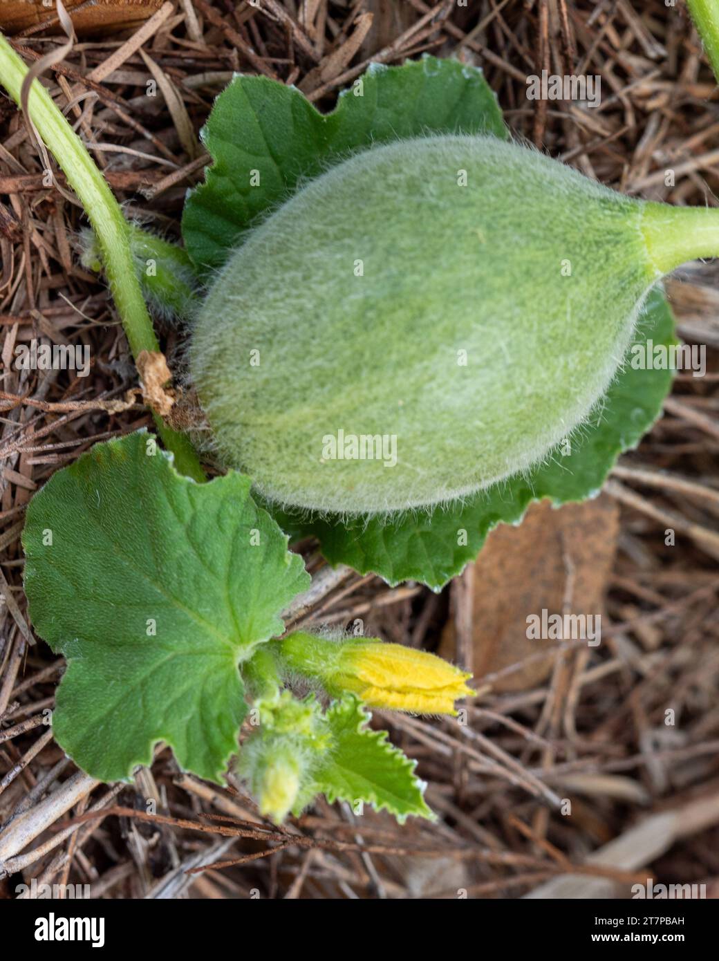 Rockmelon vine fruiting, fuzzy green oval shaped fruit growing amongst ...