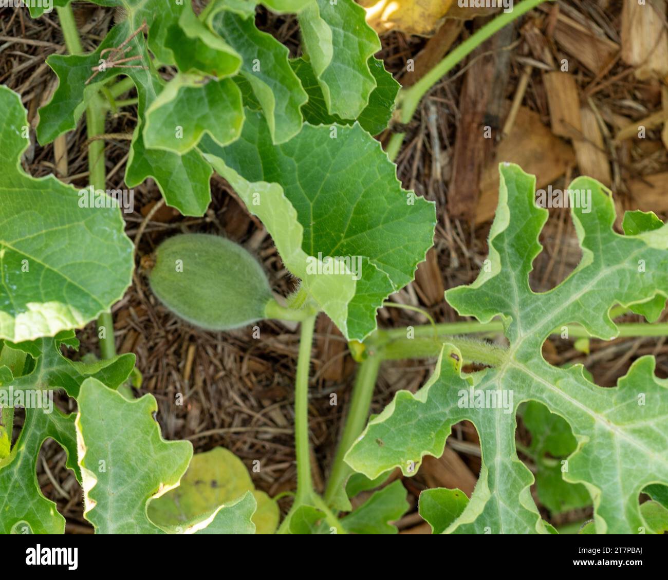 Watermelon plant growth stages hi-res stock photography and images - Alamy