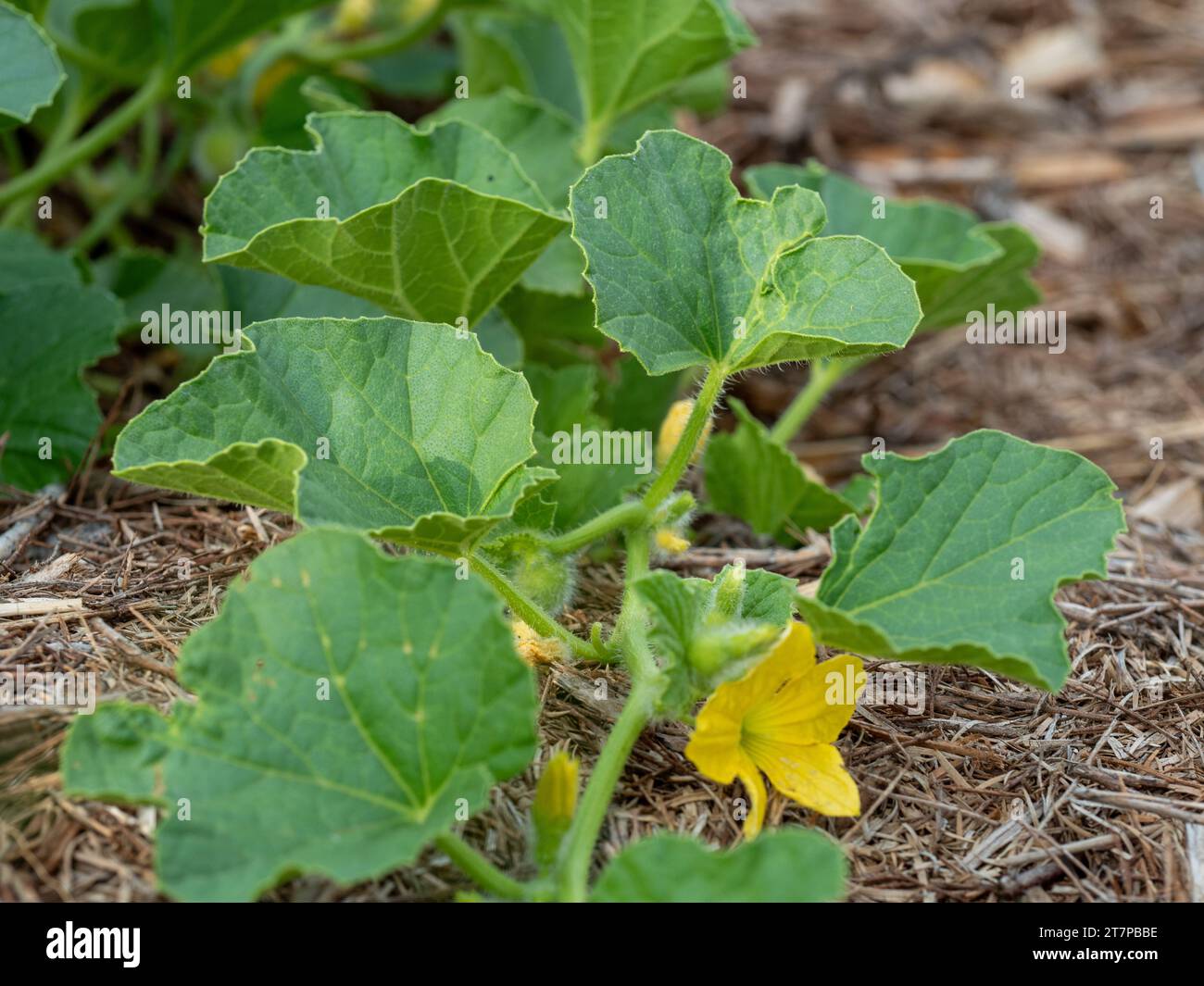 Green leaves and yellow flowers on a Rockmelon vine Stock Photo - Alamy