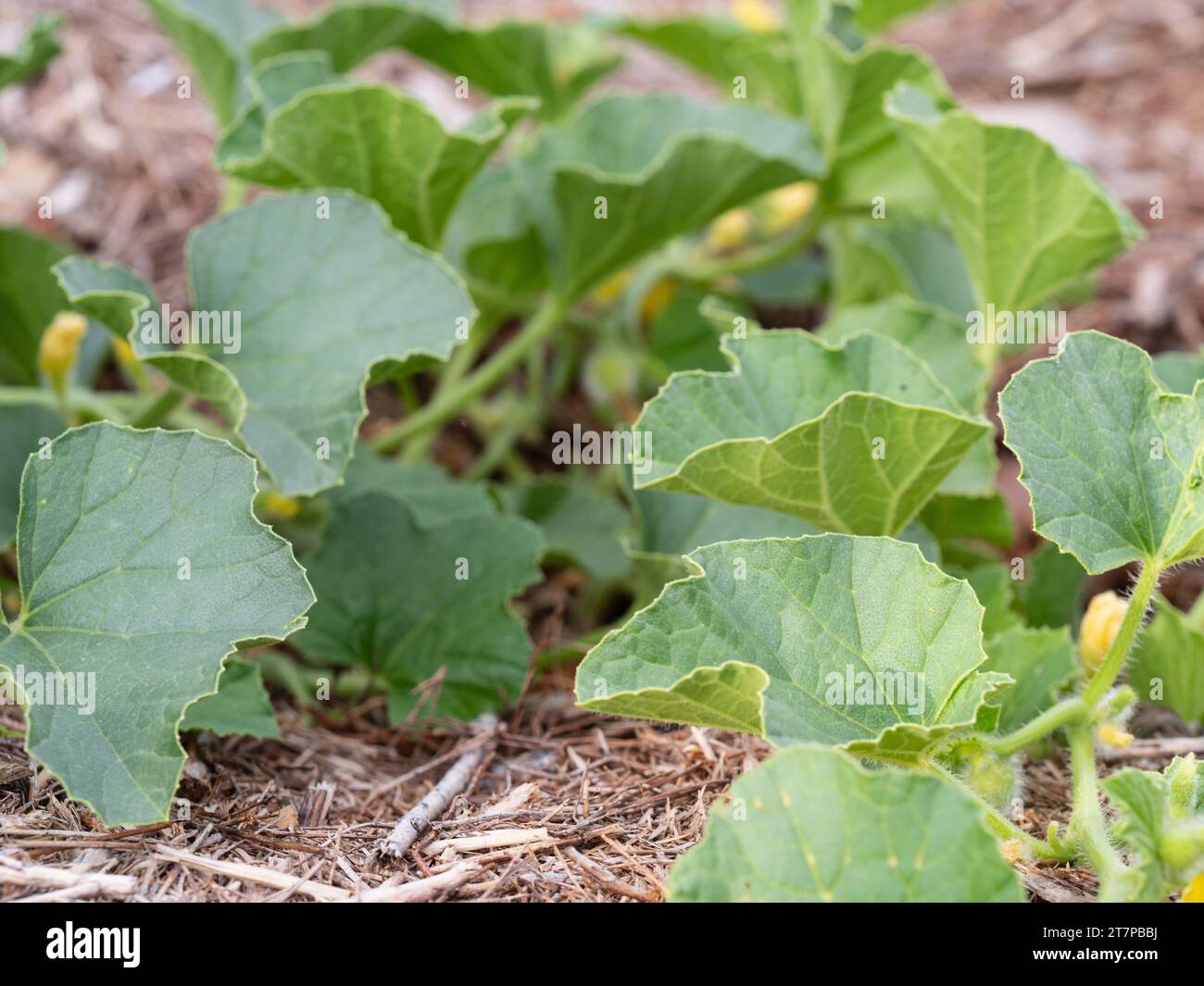 Green leaves and yellow flower buds on a Rockmelon vine Stock Photo - Alamy
