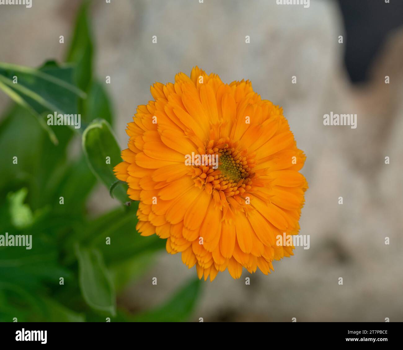 Orange Calendula Flower in the vegetable garden, edible petals ...