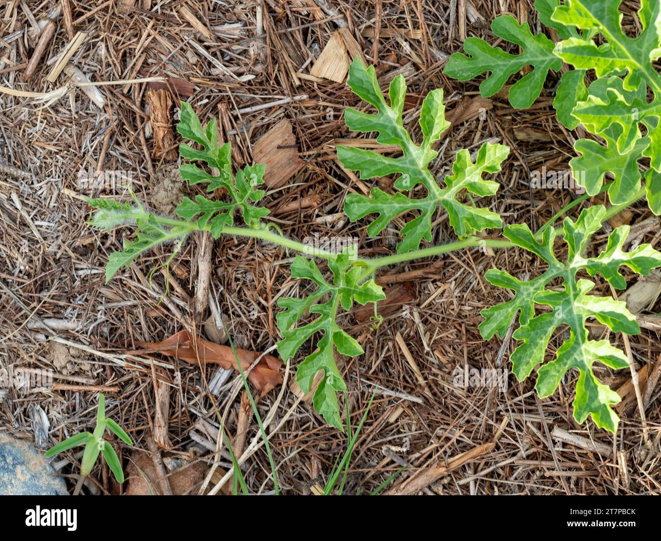 The green lacy patterned leaves of A Water Melon plant growing in an ...
