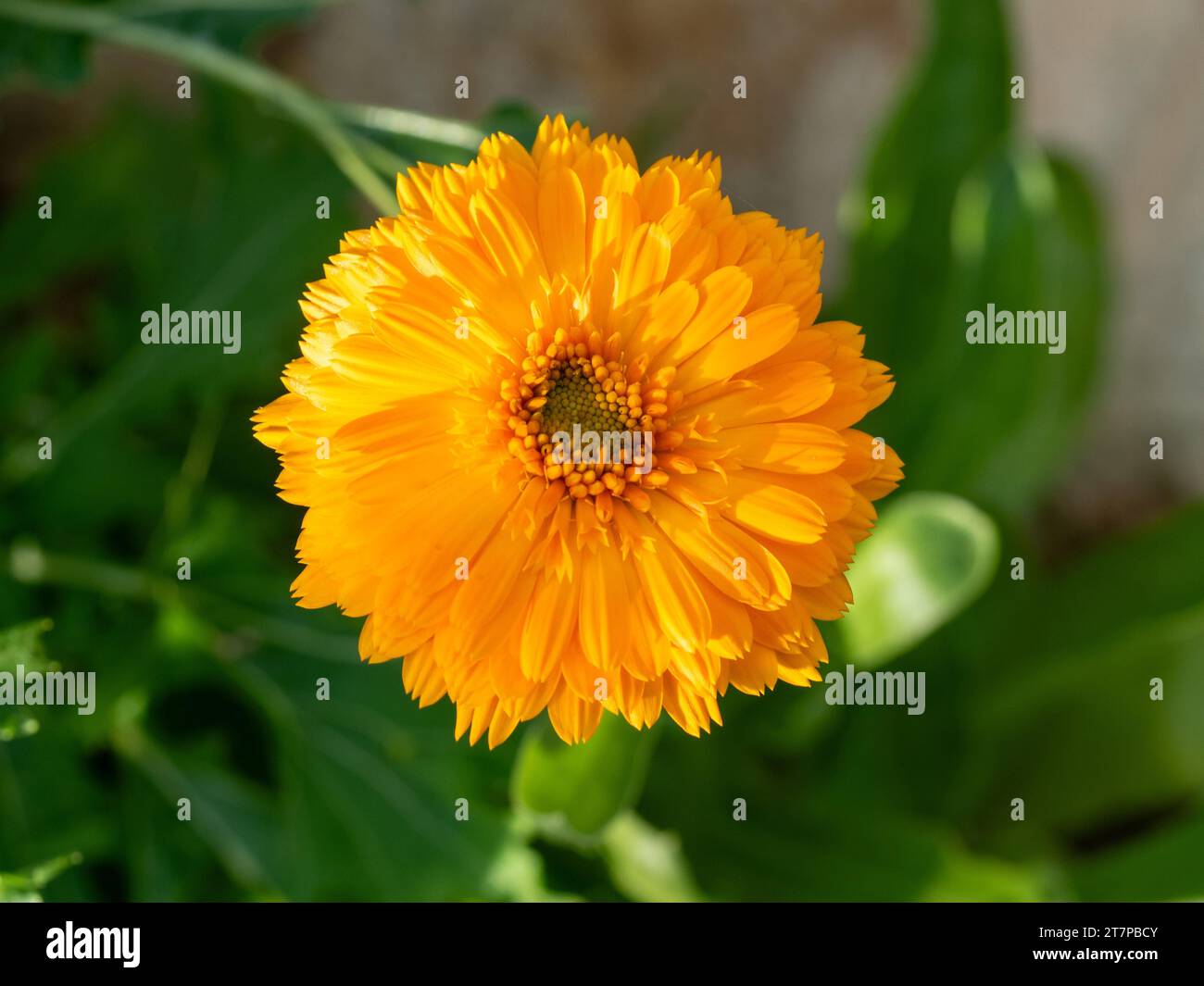 Orange Calendula Flower in the vegetable garden, edible petals ...