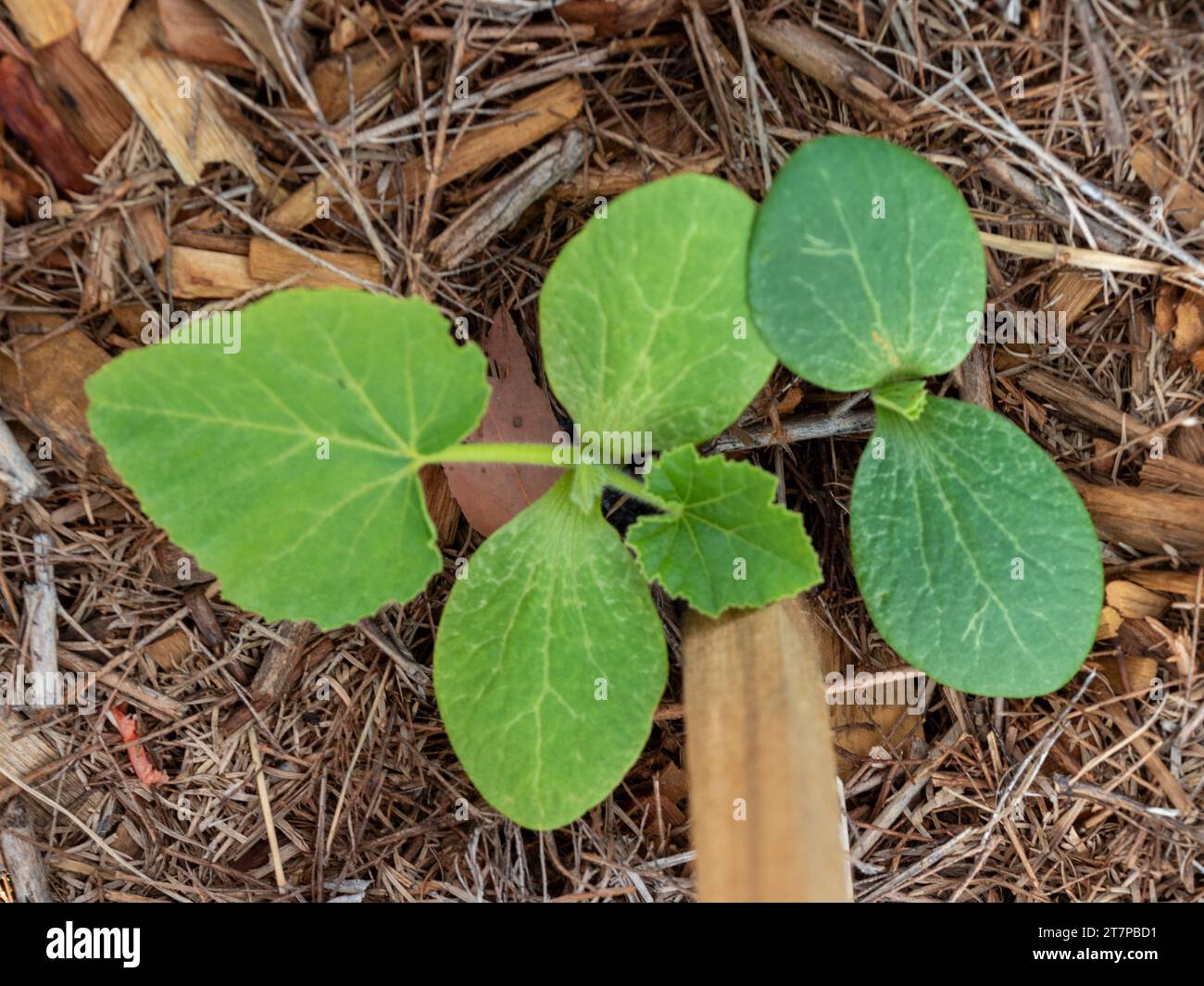 Seedlings germinated from two different varieties of Pumpkin seeds ...