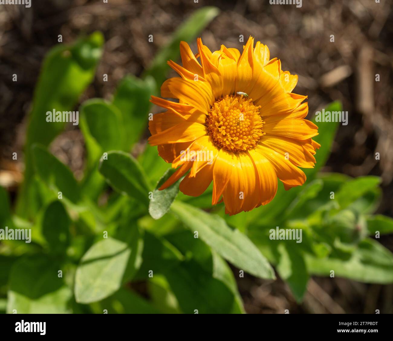 Pretty Orange Calendula Flower looking sunflower-like in the kitchen ...