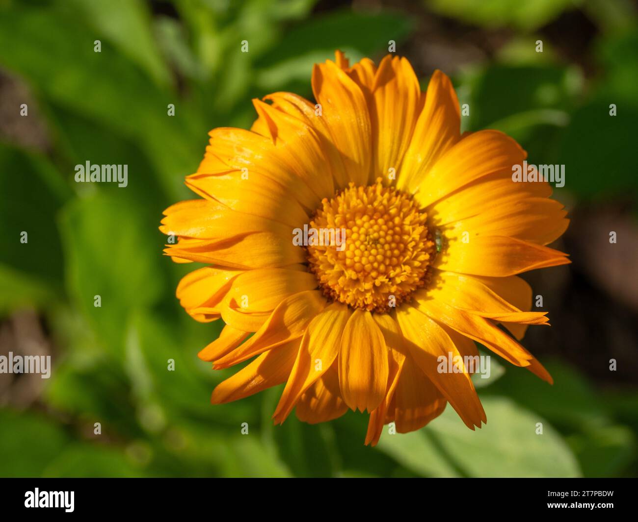 Pretty orange Calendula Flower looking sunflower-like in the kitchen ...