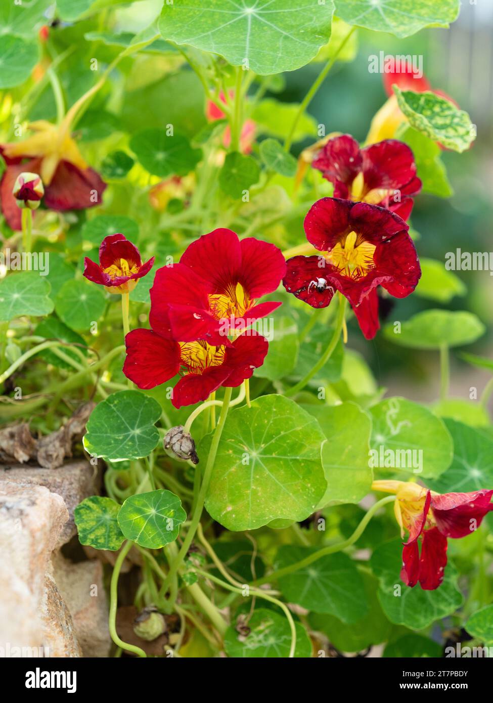 Pretty Nasturtiums flowers in bloom, red with yellow centres, round ...