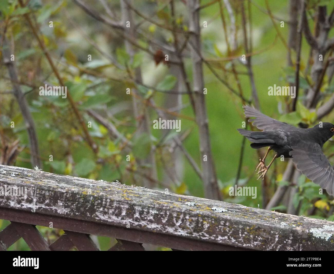Suburb birds hi-res stock photography and images - Alamy