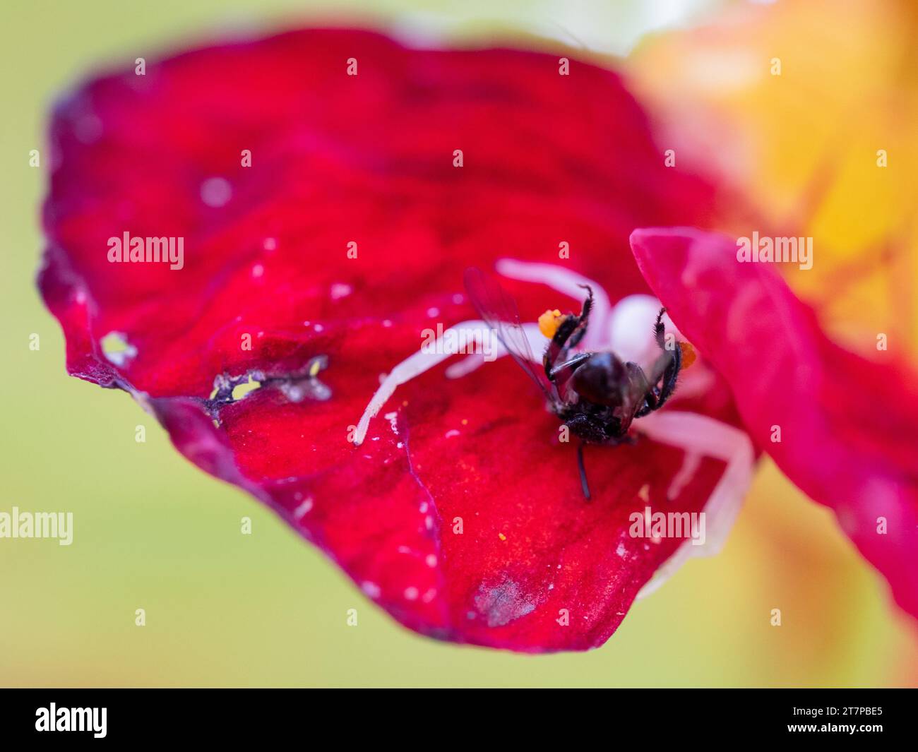 A White Crab Spider on a red Nasturtium flower petal with its prey, a ...