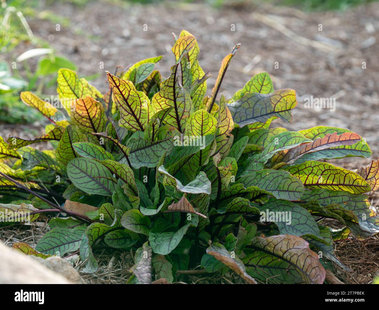 Red veined sorrel plant growing in a vegetable garden Stock Photo - Alamy