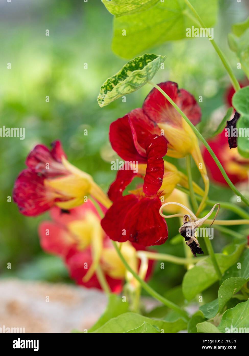 Nasturtiums flowers in bloom, red with yellow centres, round green ...