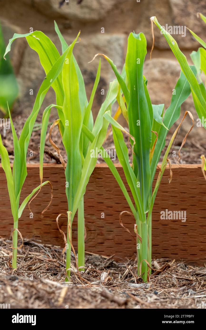 Growing corn seedlings in the vegetable garden, young plants Stock ...