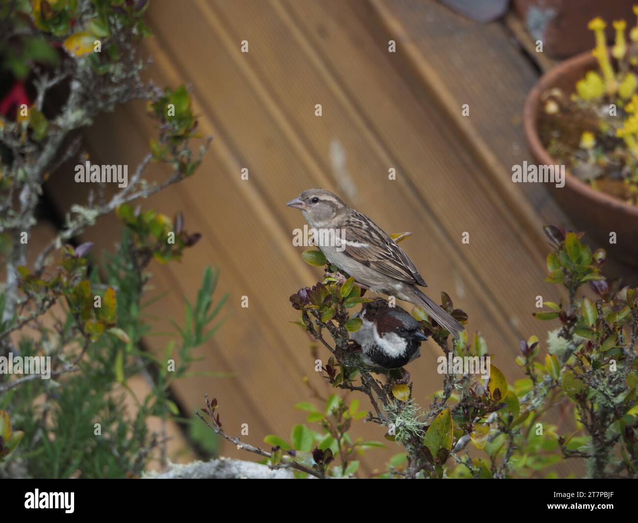 Garden sparrows hi-res stock photography and images - Alamy