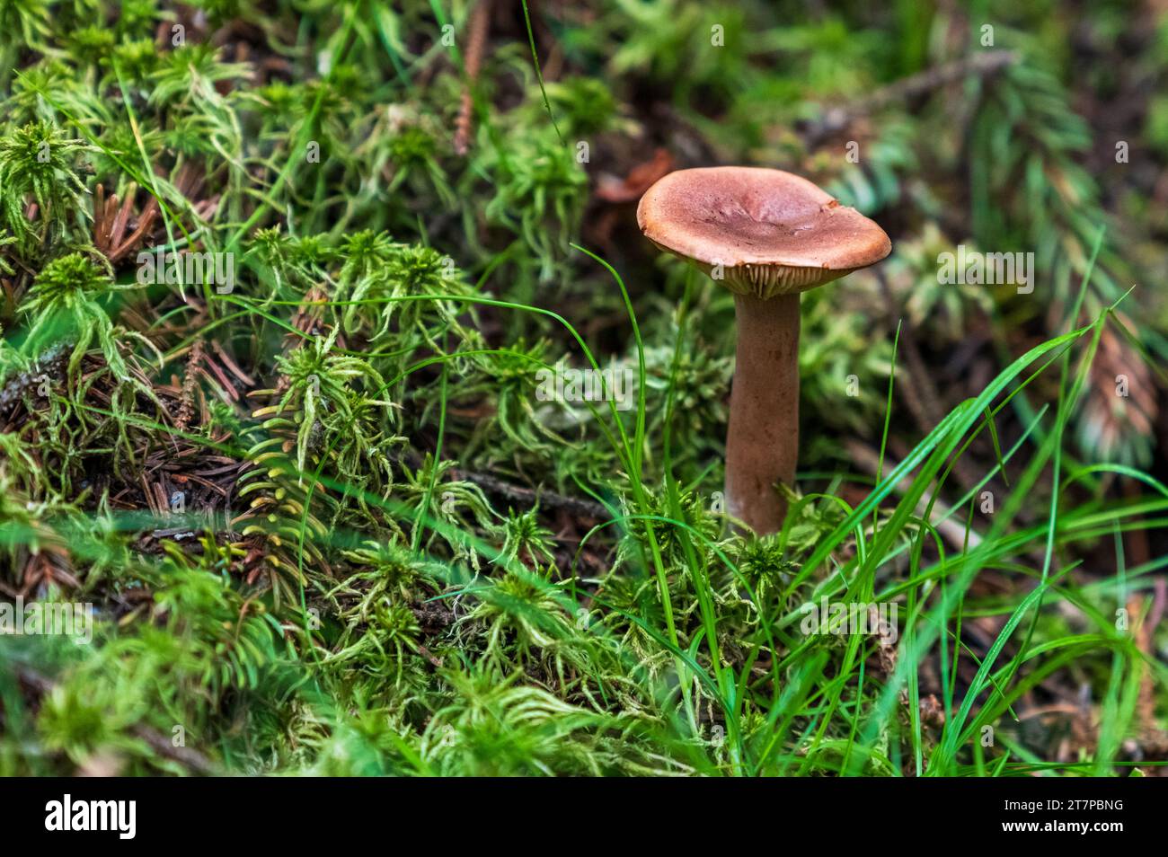Mushroom Growing in a Bog in Northern Minnesota Stock Photo - Alamy