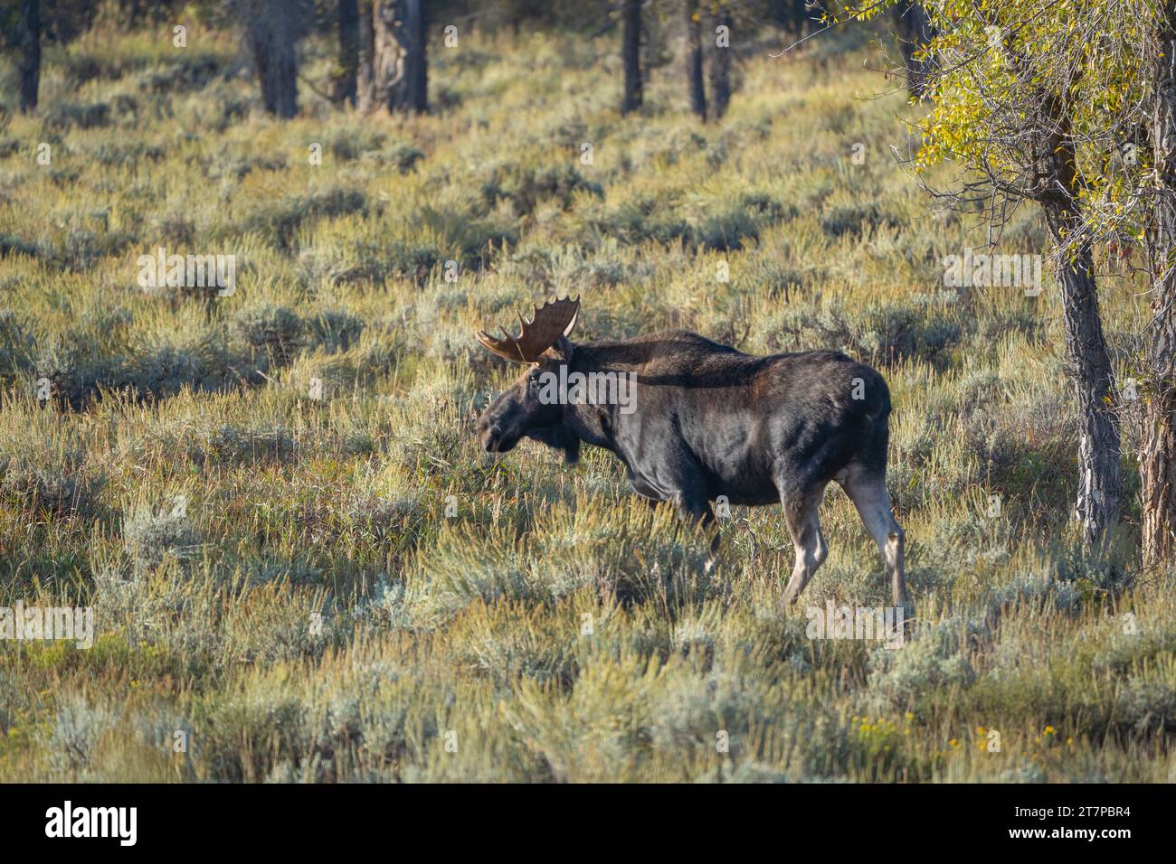 Bull Moose (Alces alces) in Autumn Colors in Grand Teton National Park ...