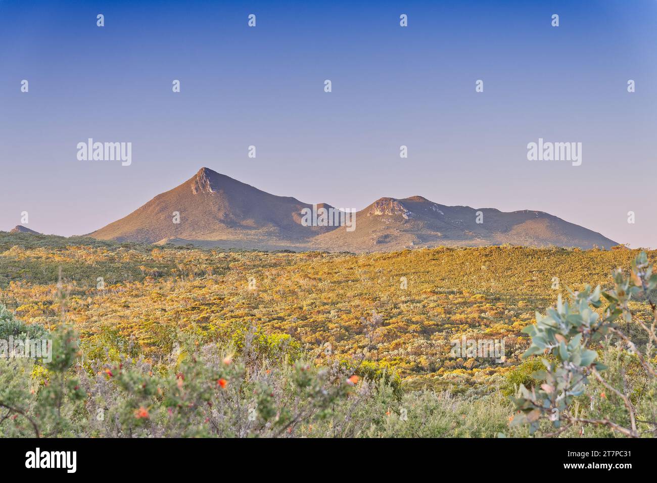 Distant panorama view of West Mount Barren range, Fitzgerald River ...