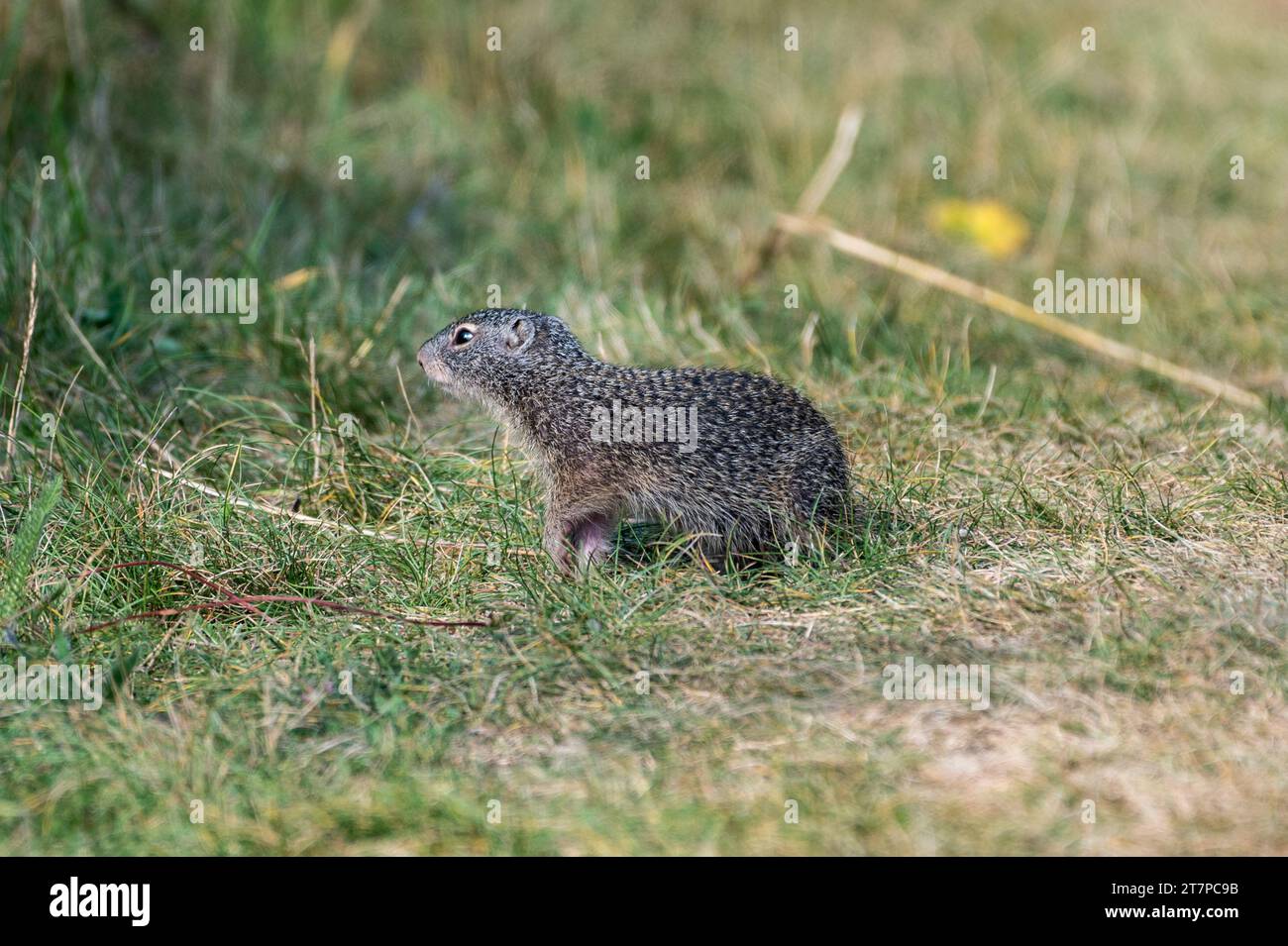 Franklin’s ground squirrel hi-res stock photography and images - Alamy