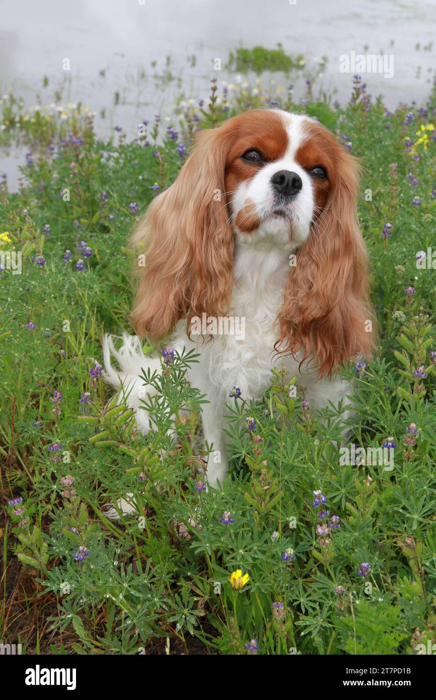 Cavalier King Charles Spaniel stiing in a meadow of wildflowers. Water ...