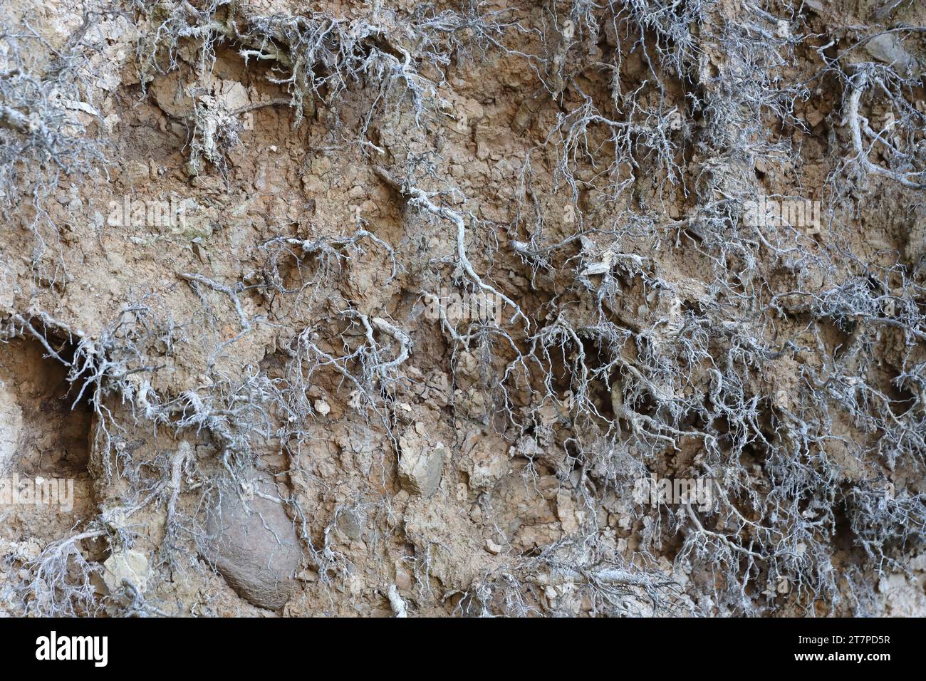 Earth section with different layers of soil, rocks and plant roots ...