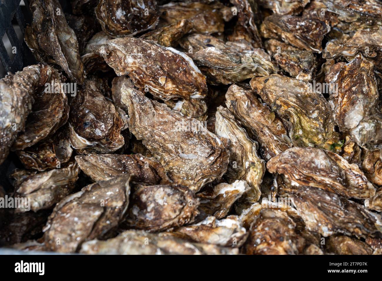 Fresh catch of french Gillardeau oysters molluscs in wooden box ready ...