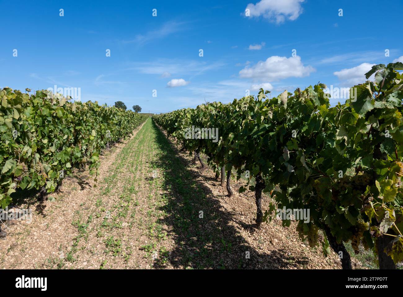 Harvest time in Cognac white wine region, Charente, vineyards with rows ...