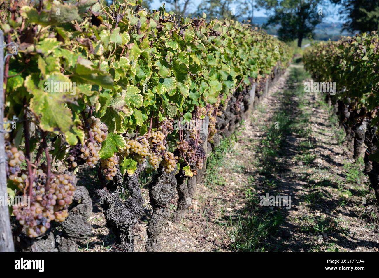 Ripe ready to harvest Semillon white grapes on Sauternes vineyards in ...