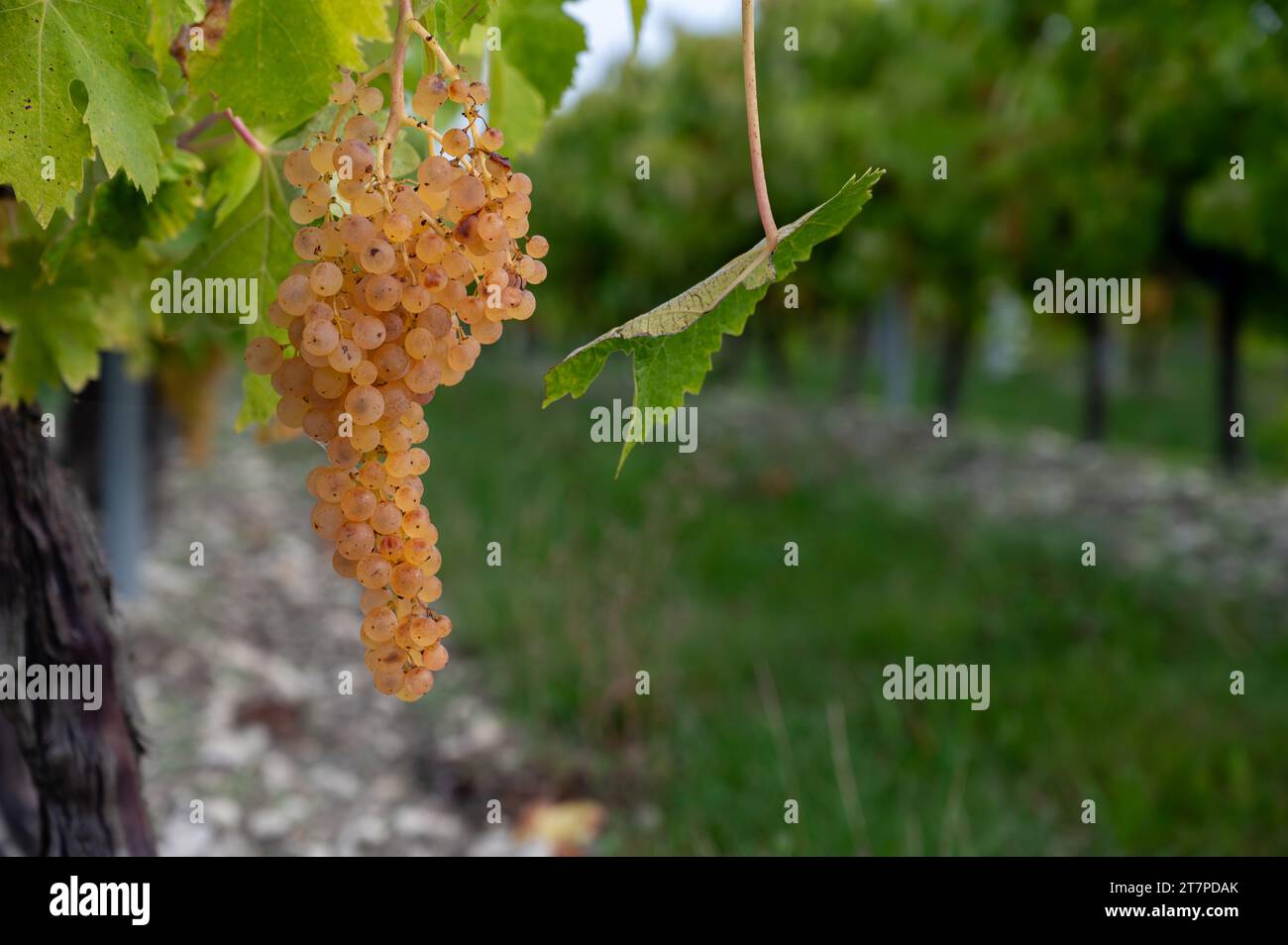 Harvest time on vineyards of Cognac white wine region, Charente, ripe ...