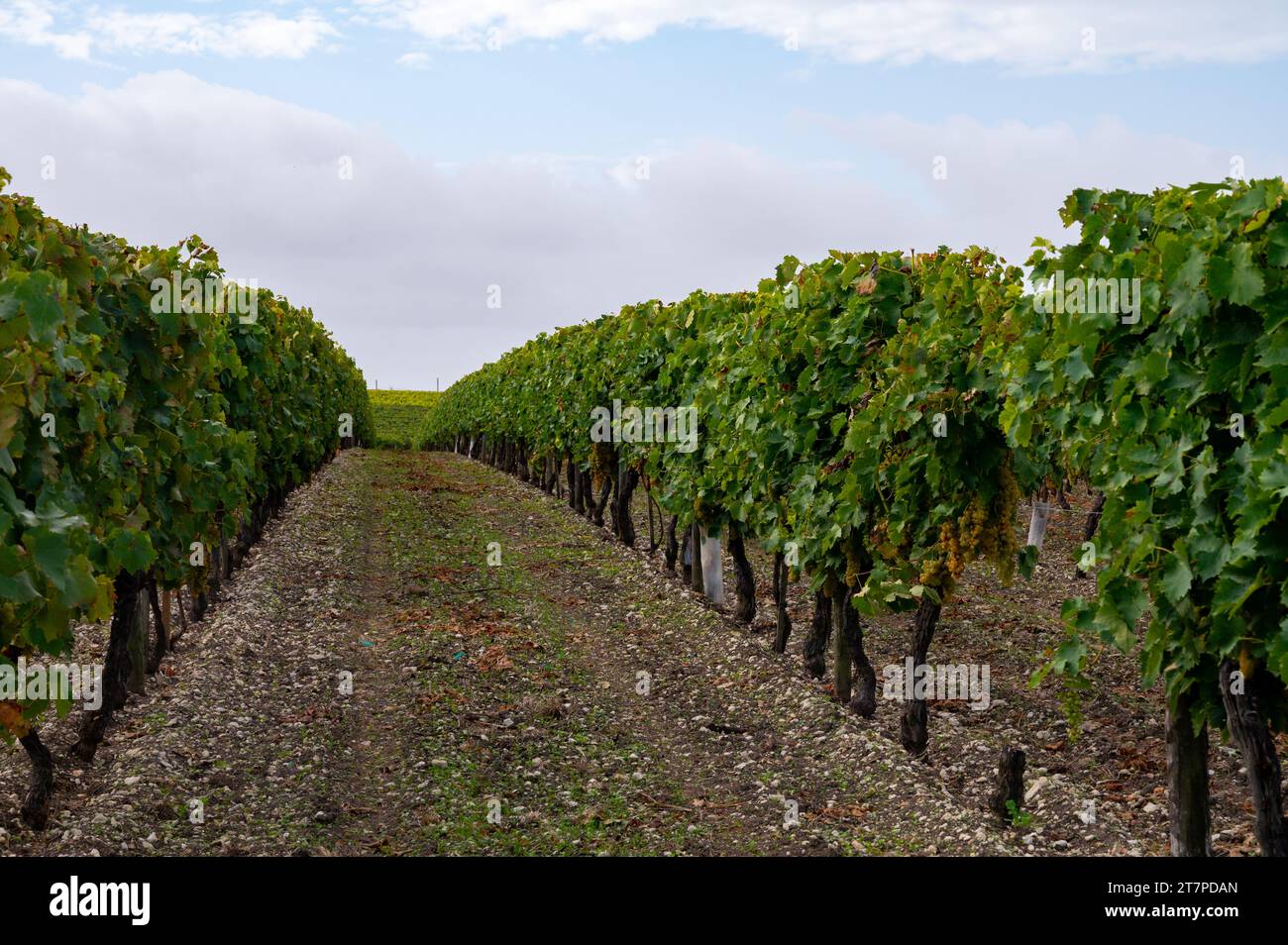 Harvest time on vineyards of Cognac white wine region, Charente, ripe ...
