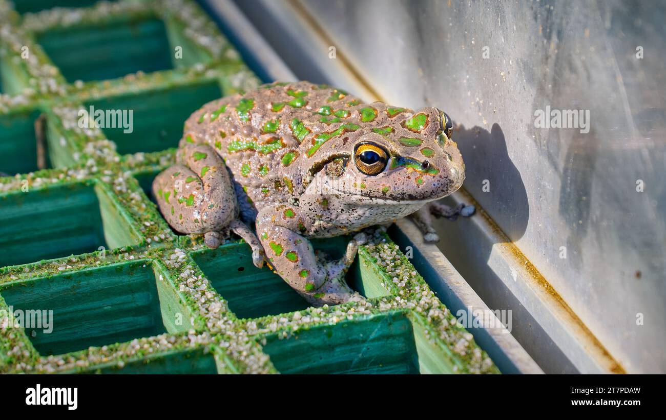 Yellow spotted tree frog and australia hi-res stock photography and ...
