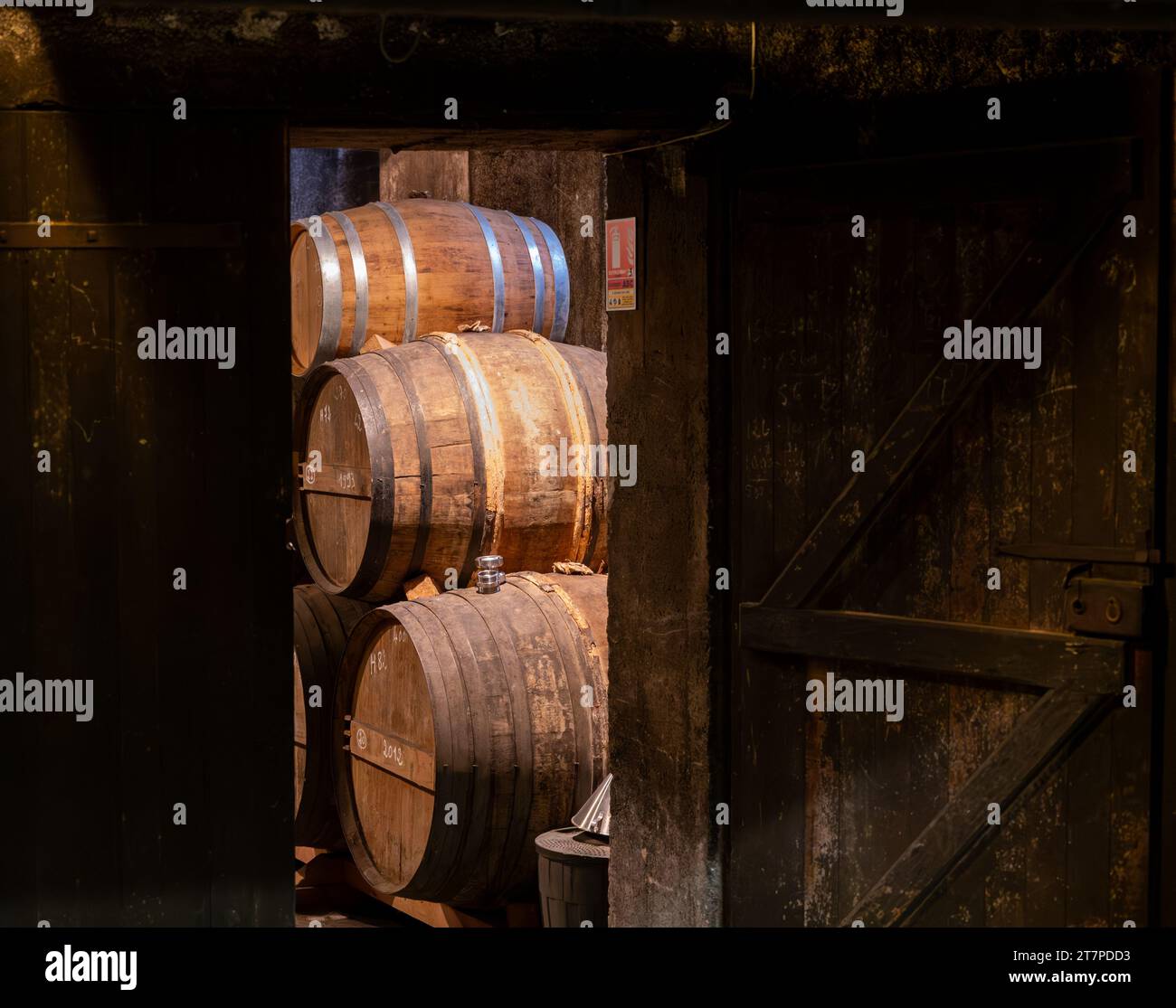 Aging process of cognac spirit in old dark French oak barrels in cellar ...