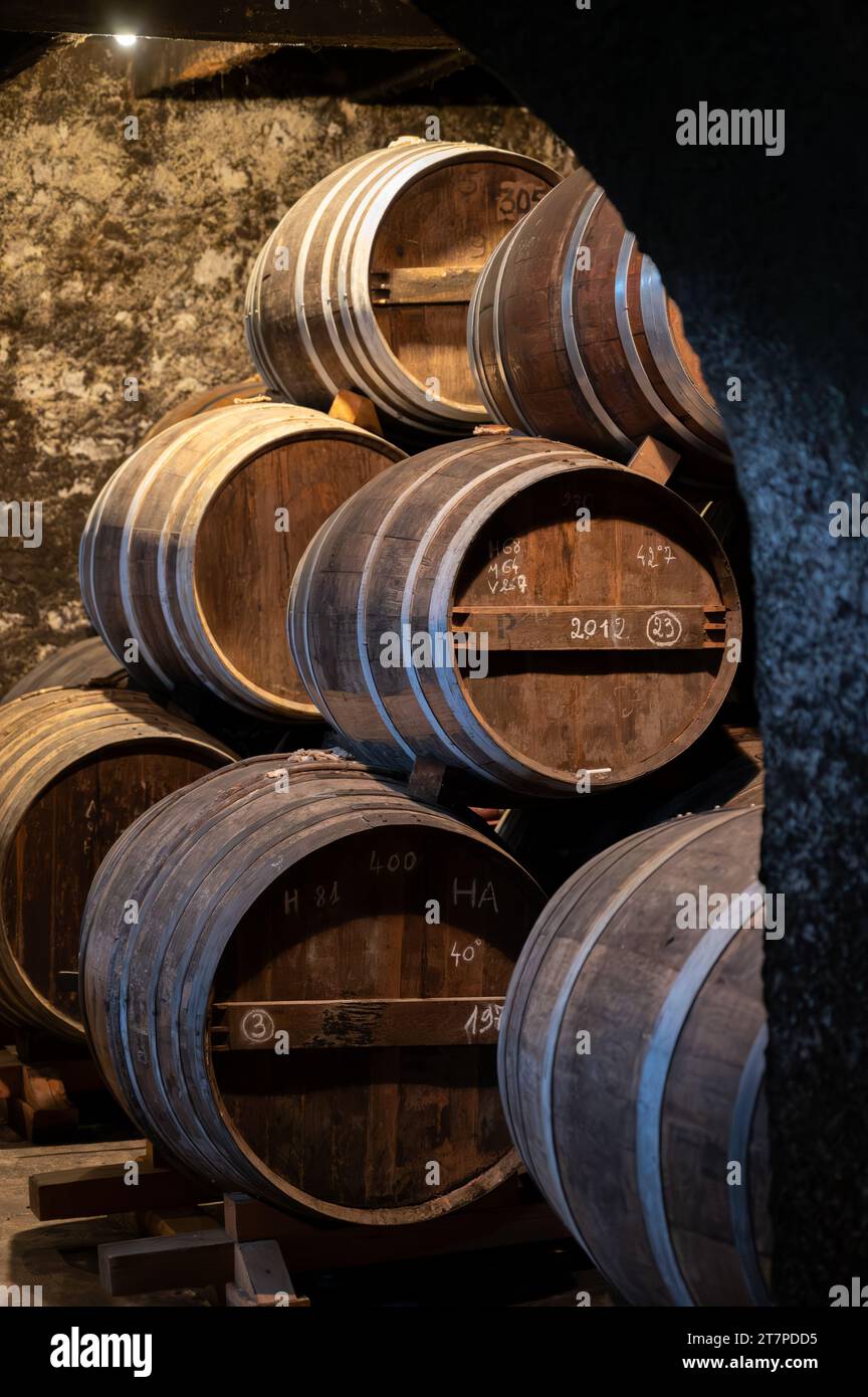 Aging process of cognac spirit in old dark French oak barrels in cellar ...