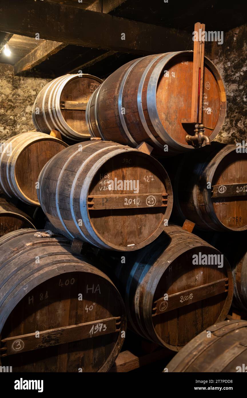 Aging process of cognac spirit in old dark French oak barrels in cellar ...