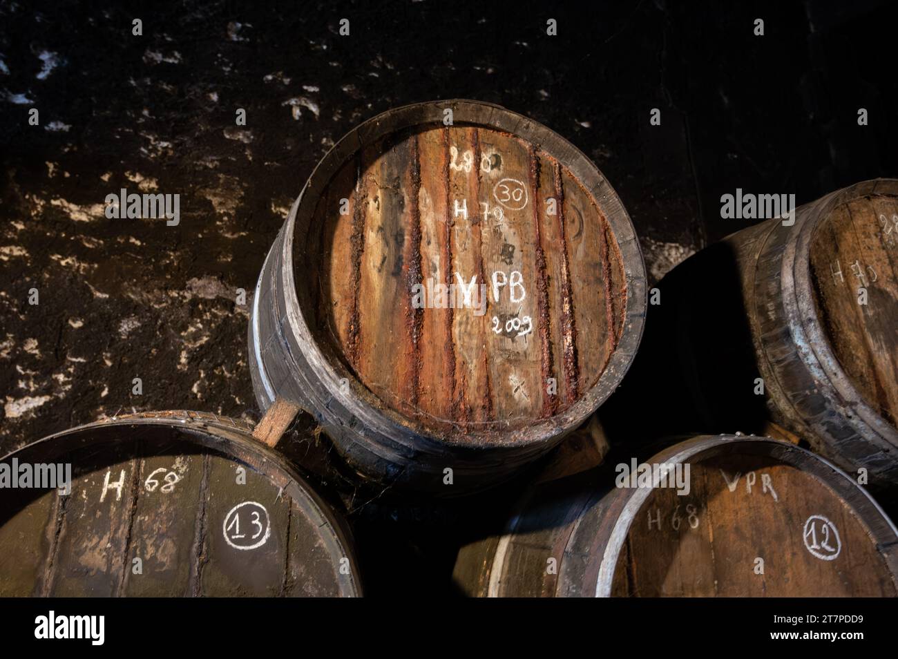 Aging process of cognac spirit in old dark French oak barrels in cellar ...