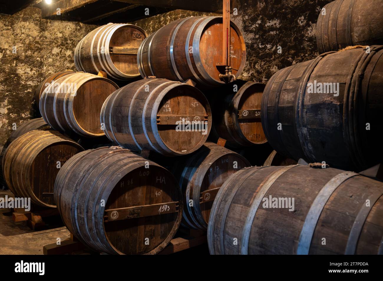 Aging process of cognac spirit in old dark French oak barrels in cellar ...