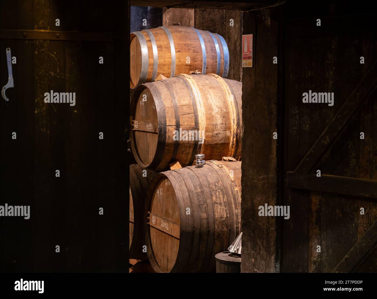 Aging process of cognac spirit in old dark French oak barrels in cellar ...