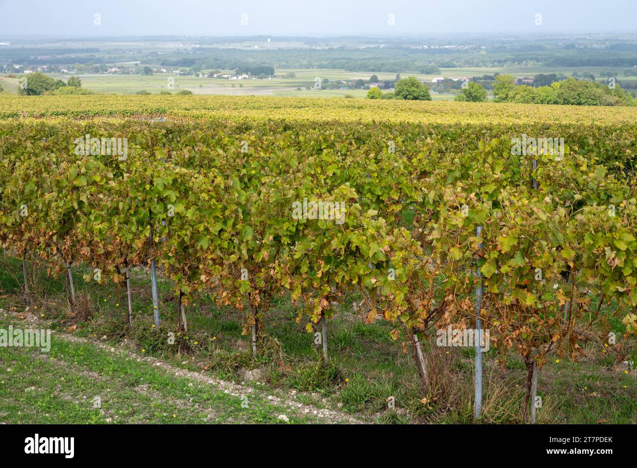 Harvest time in Cognac white wine region, Charente, vineyards with rows ...