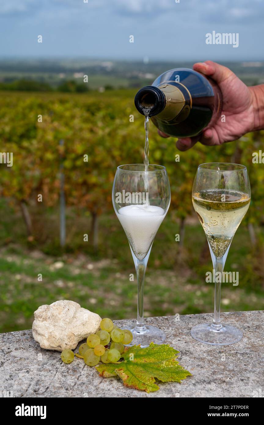 Tasting of grand cru sparkling white wine with bubbles champagne on ...