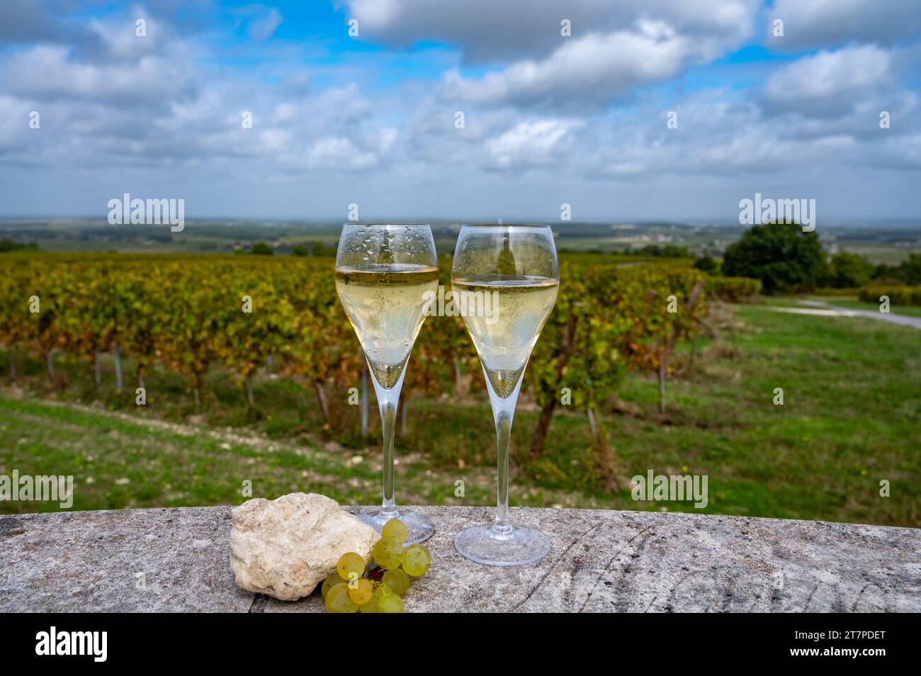 Tasting of grand cru sparkling white wine with bubbles champagne on ...