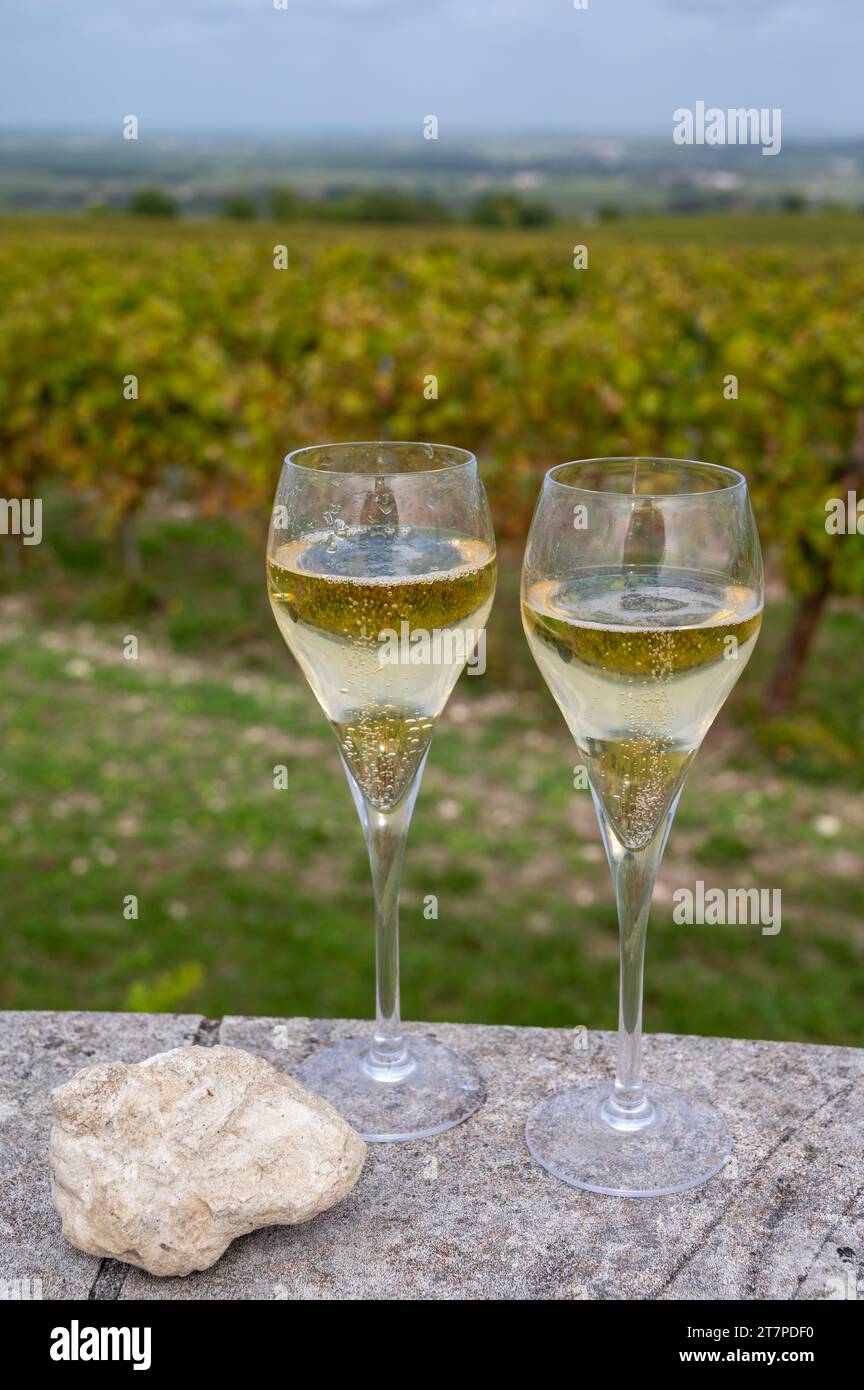 Tasting of grand cru sparkling white wine with bubbles champagne on ...