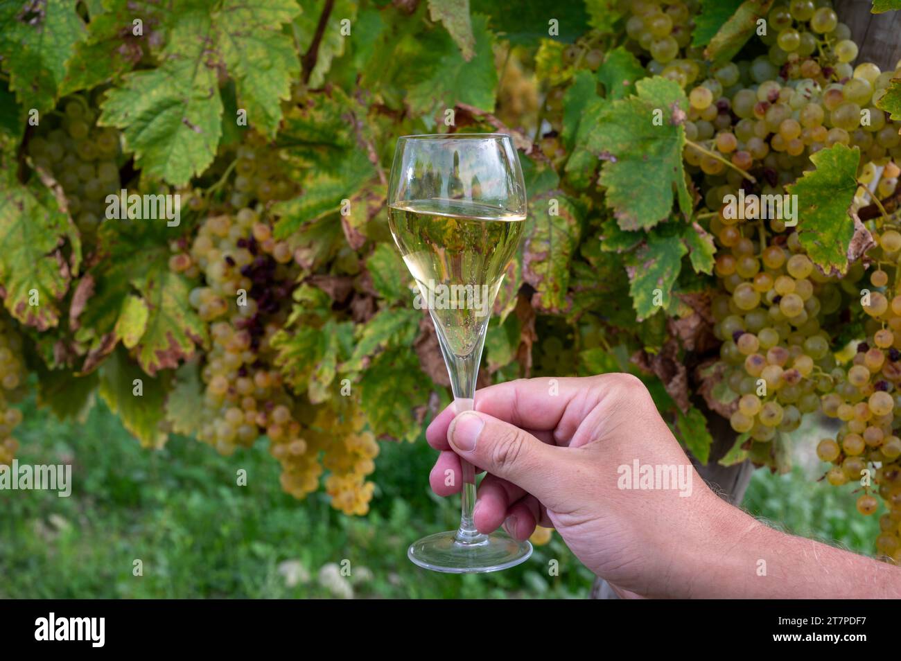 Tasting of grand cru sparkling white wine with bubbles champagne on ...