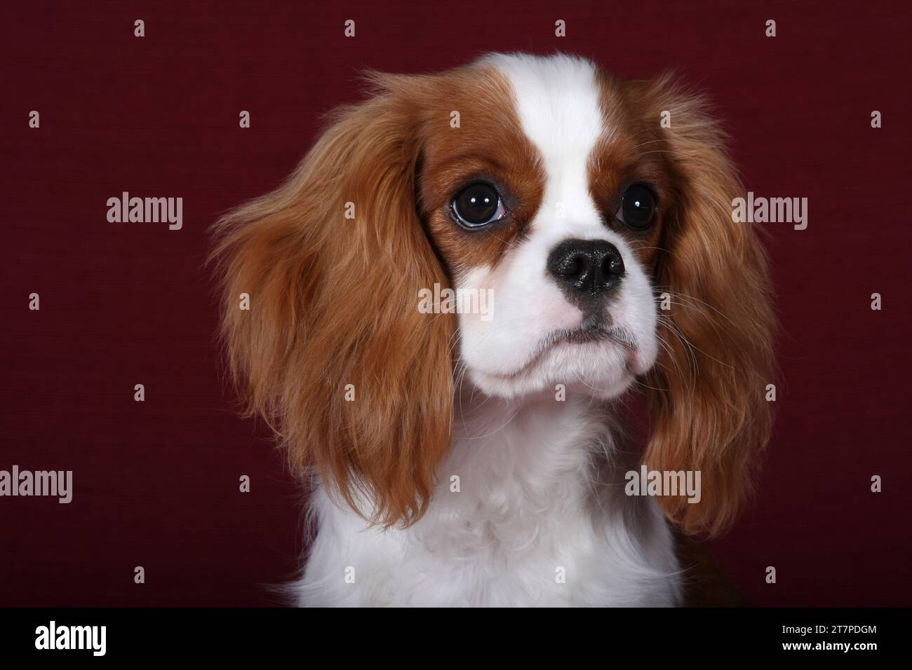 Cavalier King Charles Spaniel portrait in a studio setting against a ...
