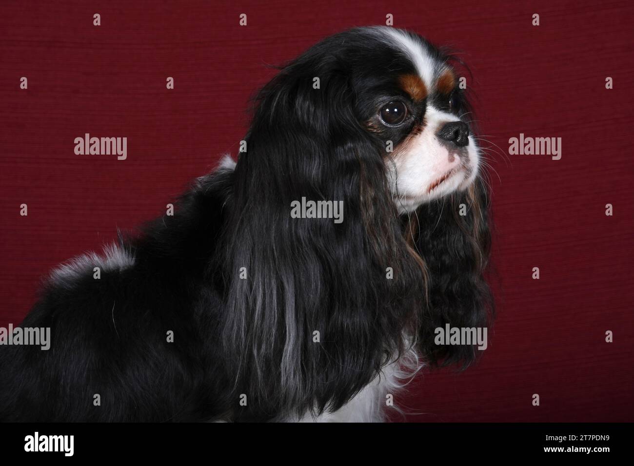 Cavalier King Charles Spaniel portrait in a studio against a burgundy ...